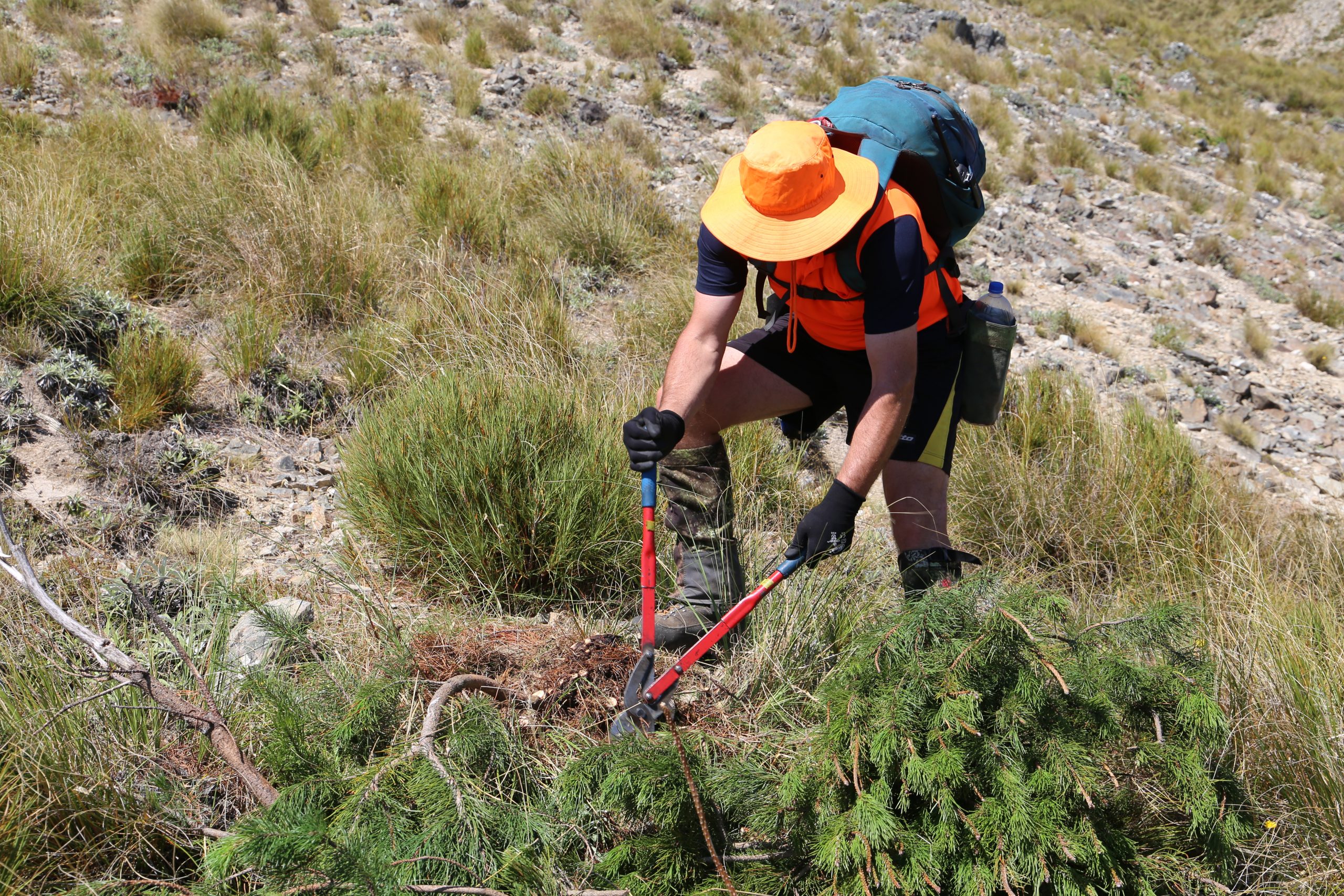 Ground Control work - Mid Dome Wilding Trees