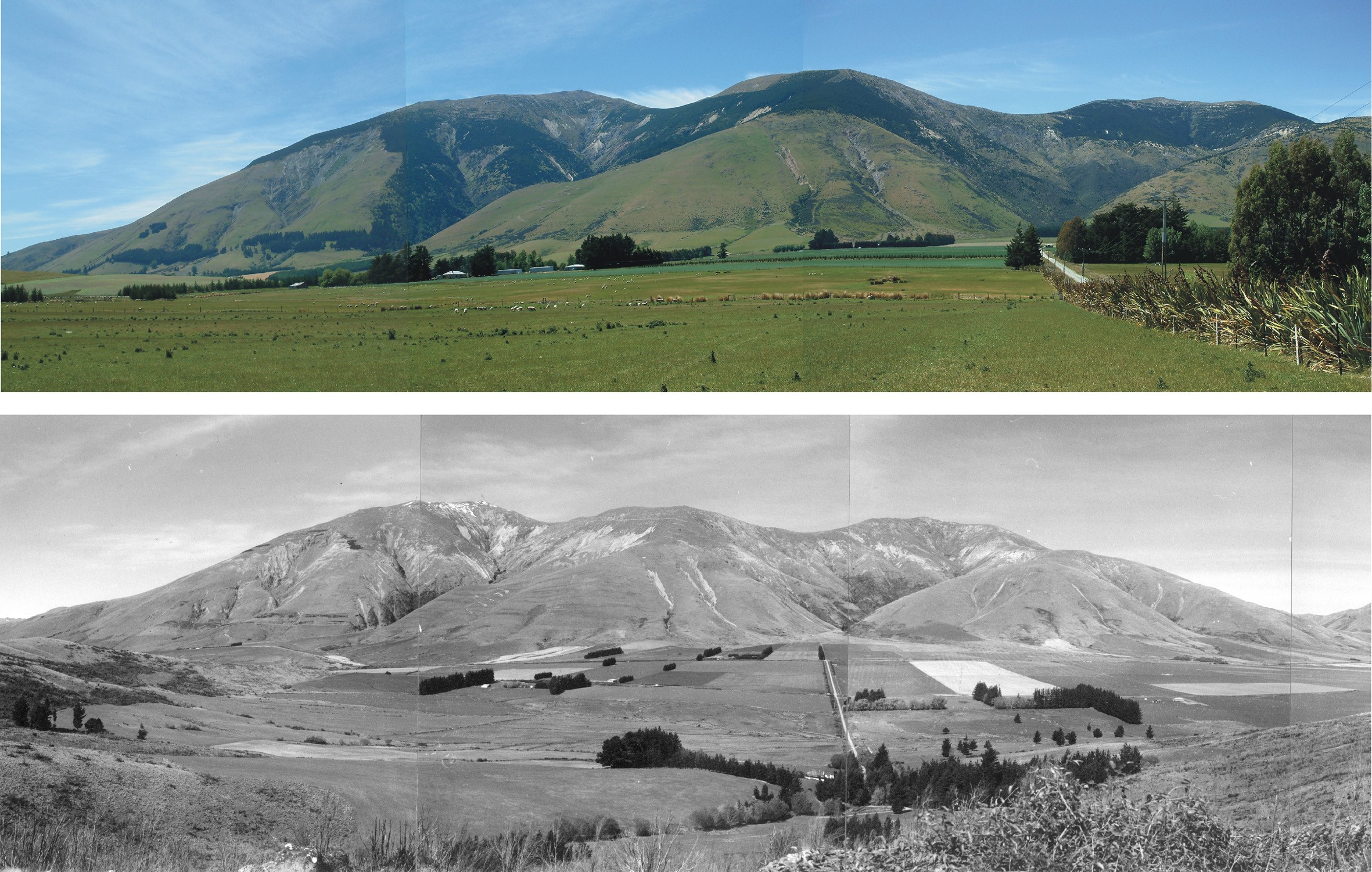 Before & after - Mid Dome Wilding Trees