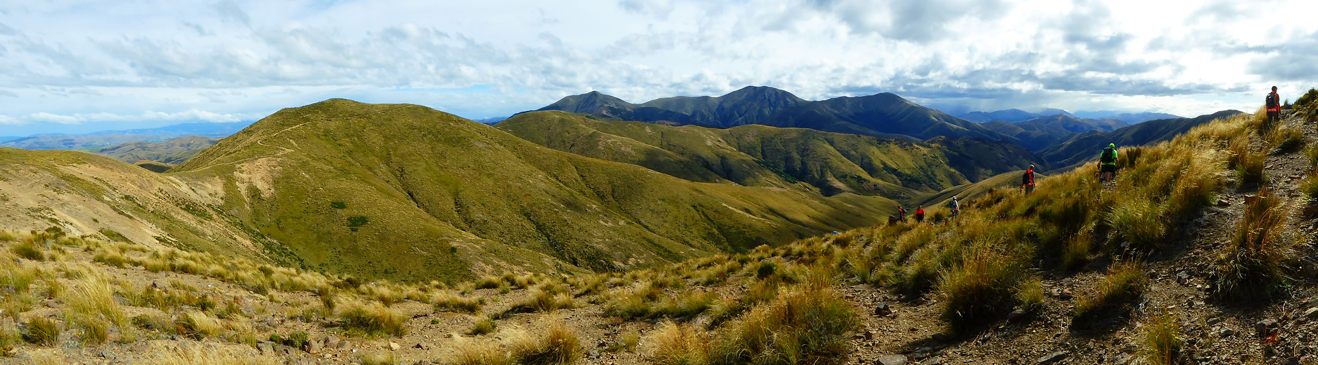 Home - Mid Dome Wilding Trees