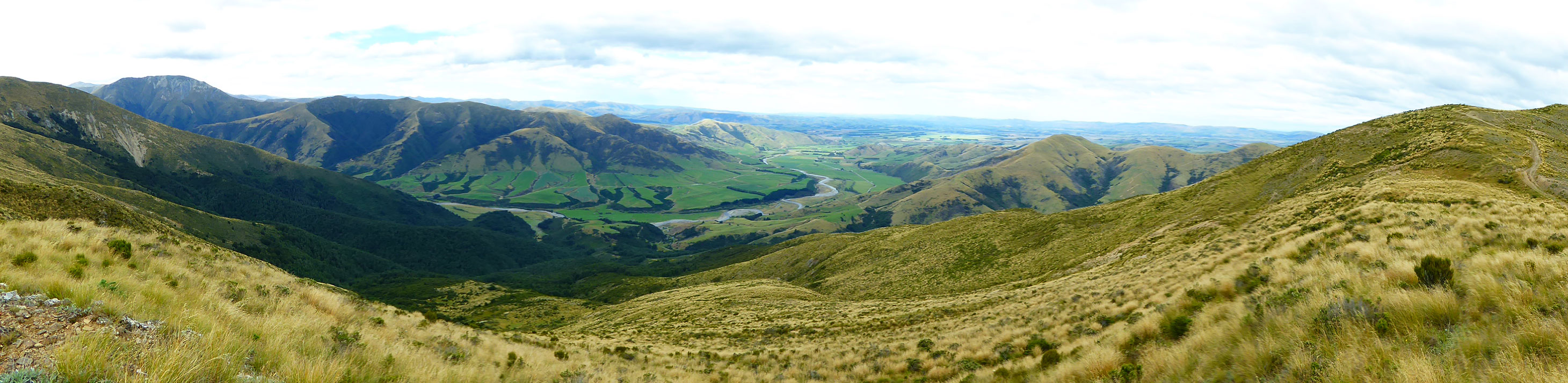 Gallery - Mid Dome Wilding Trees