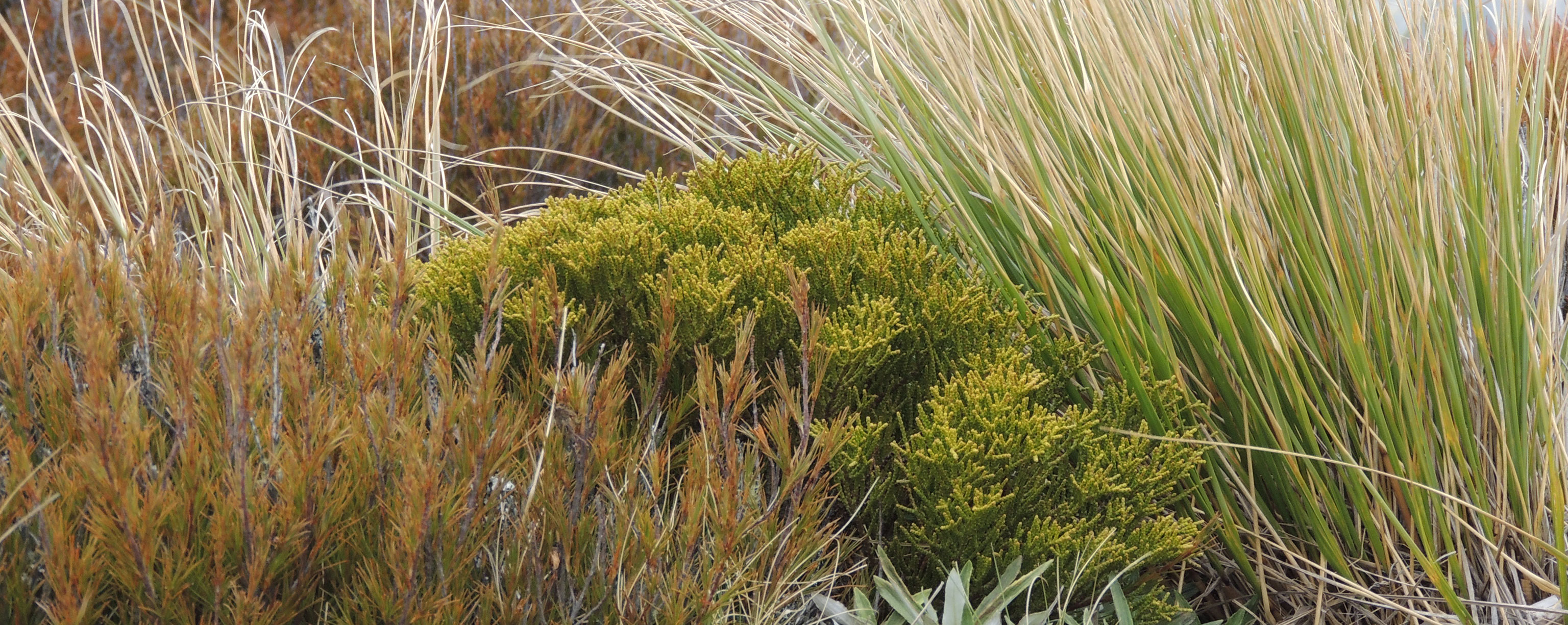 Contact - Mid Dome Wilding Trees