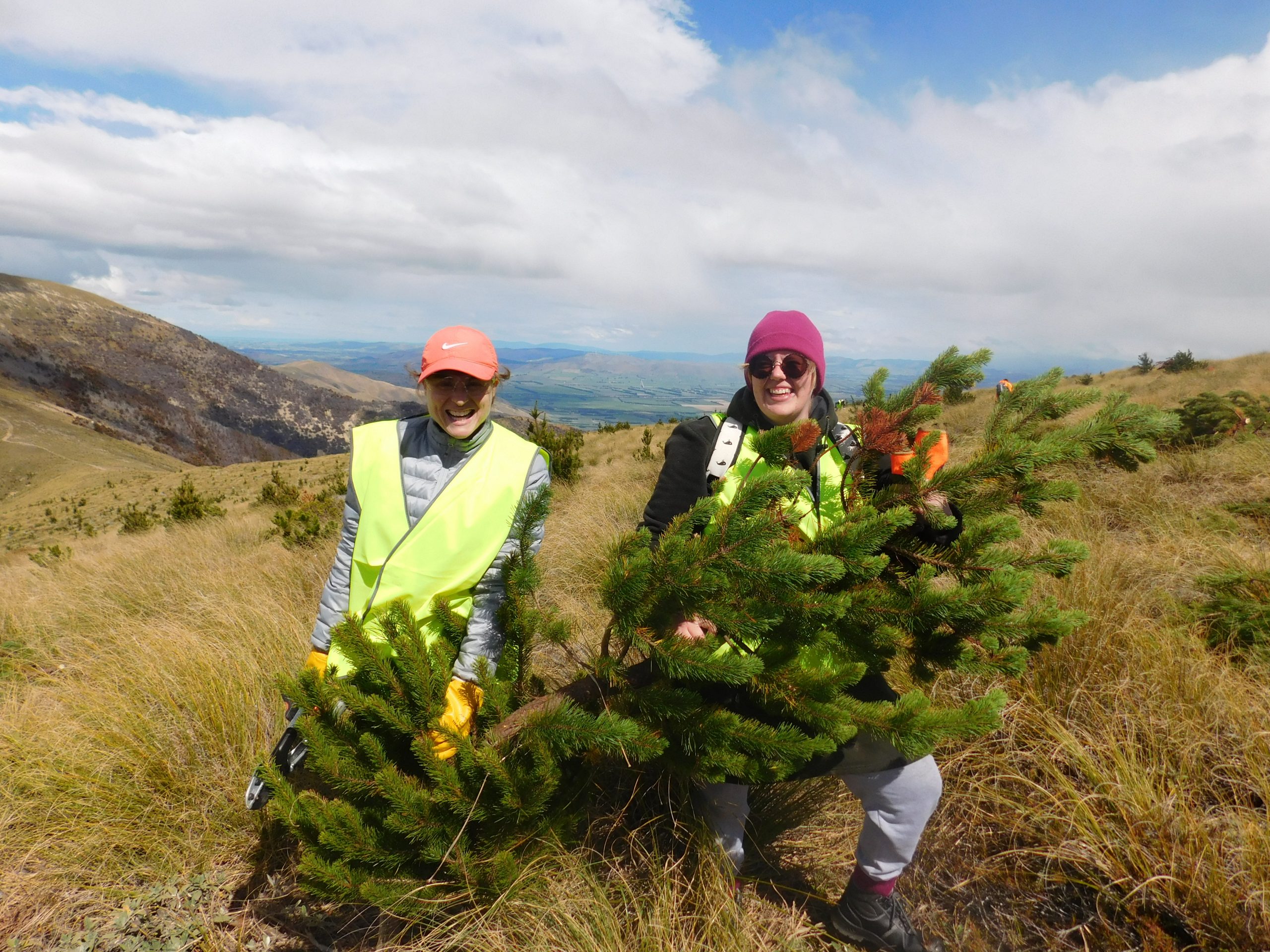 Support - Mid Dome Wilding Trees